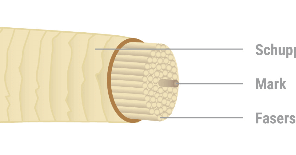 Schichten des Haares: Wie sind Haare aufgebaut? | Plantur 21